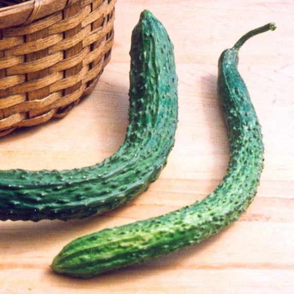 Suyo Long Cucumber (65 Days) – Pinetree Garden Seeds