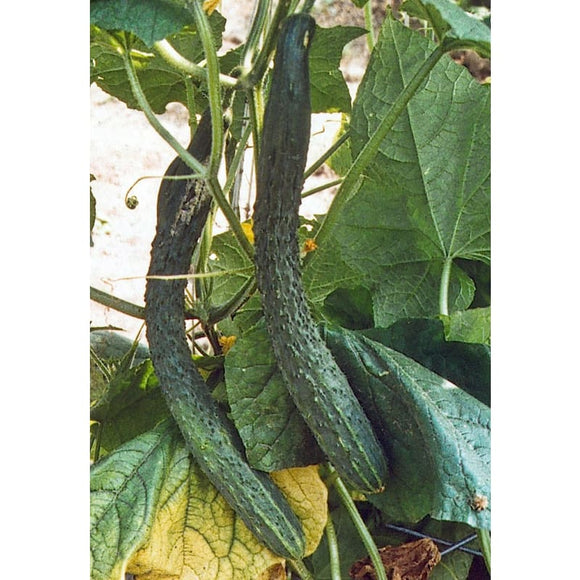 Suyo Long Cucumber (65 Days) – Pinetree Garden Seeds
