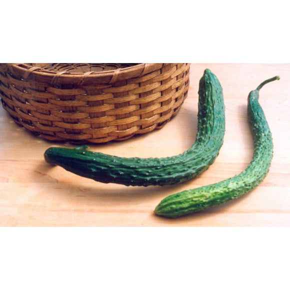 Suyo Long Cucumber (65 Days) – Pinetree Garden Seeds