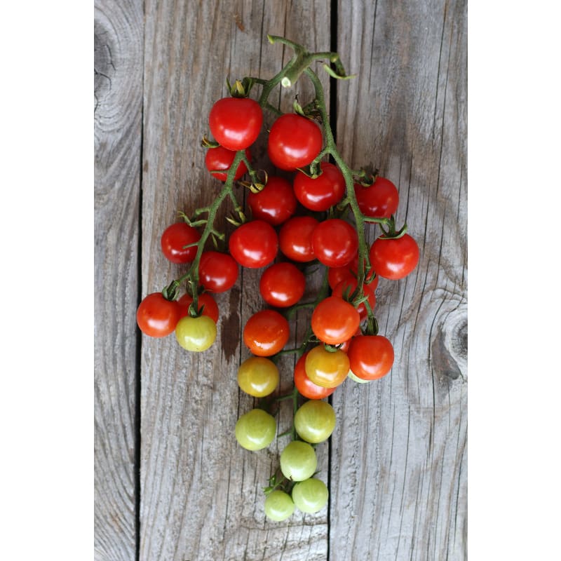 Sweet Aperitif Tomato (80 Days) – Pinetree Garden Seeds