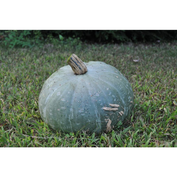 Sweet Meat Winter Squash (Heirloom, 100 Days) – Pinetree Garden Seeds