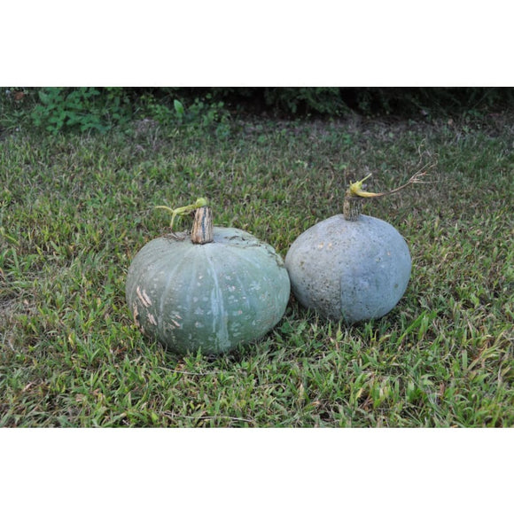 Sweet Meat Winter Squash (Heirloom, 100 Days) – Pinetree Garden Seeds