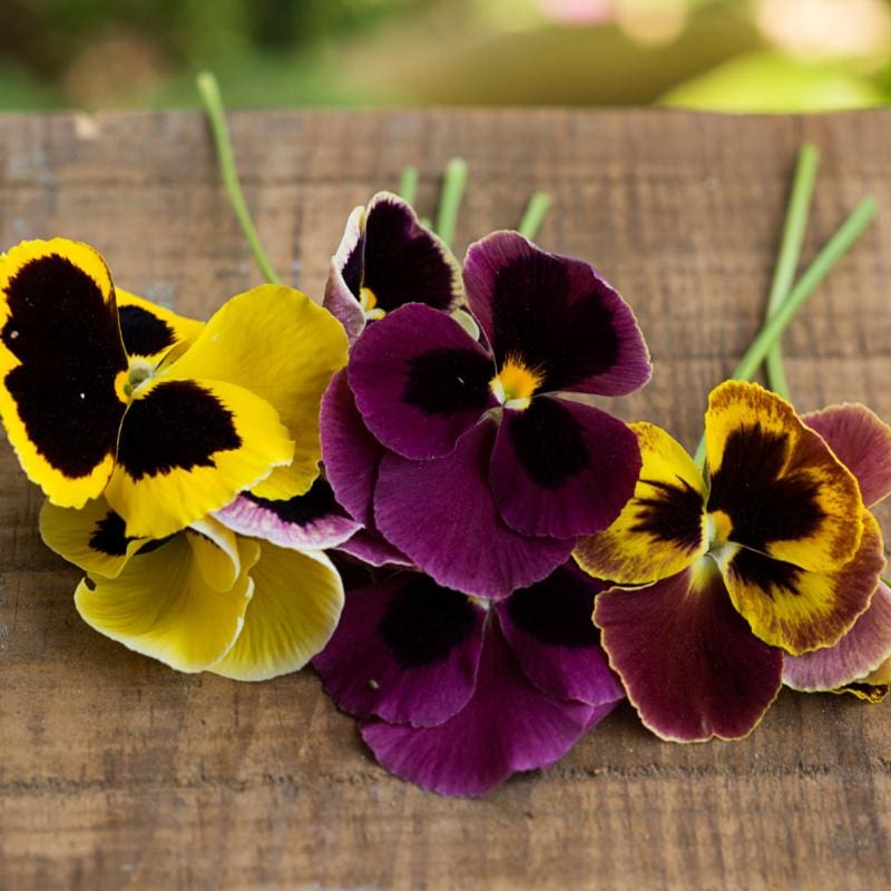 Cool Wave Berries n' Cream Mix Pansy