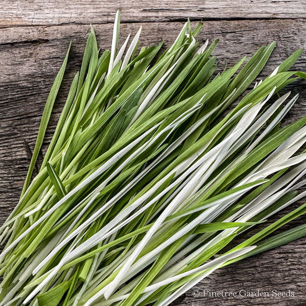 Ornamental Grasses – Pinetree Garden Seeds