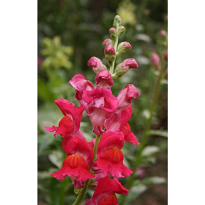 Tall Deluxe Mixture Snapdragon – Pinetree Garden Seeds