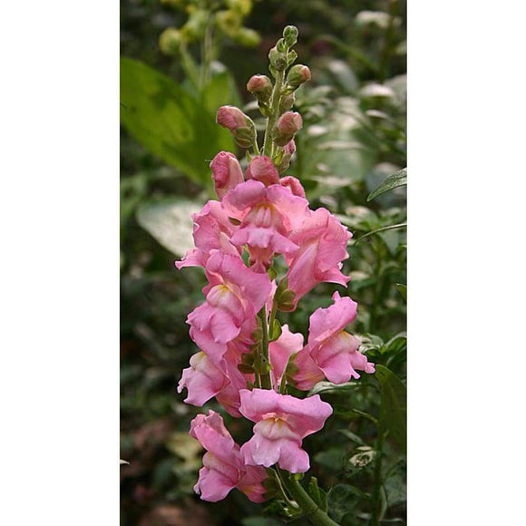 Tall Deluxe Mixture Snapdragon – Pinetree Garden Seeds