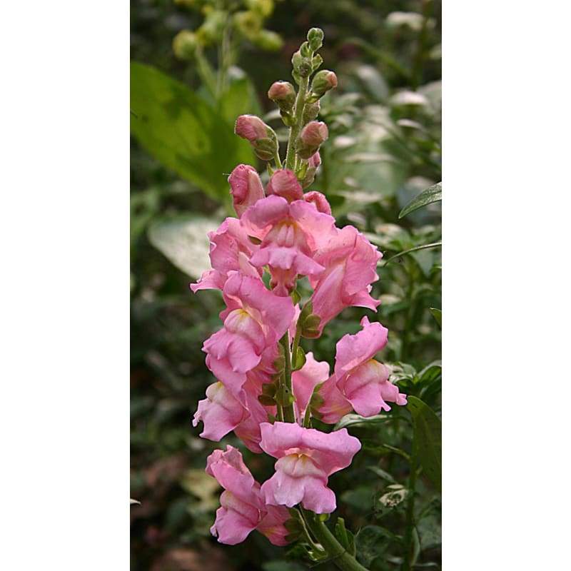 Tall Deluxe Mixture Snapdragon