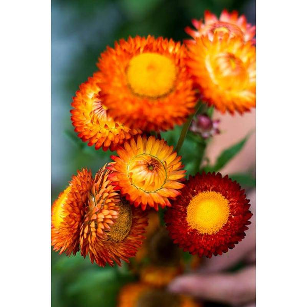Tall Mix Strawflower