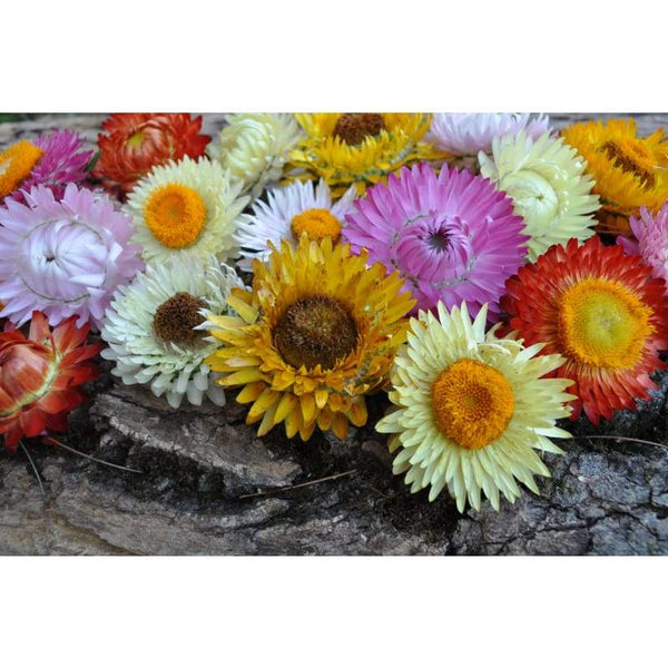 Tall Mix Strawflower