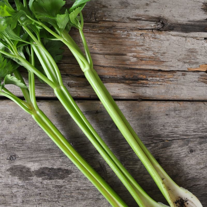 Tango Celery (Organic 80 Days) Apium graveolens – Pinetree Garden Seeds