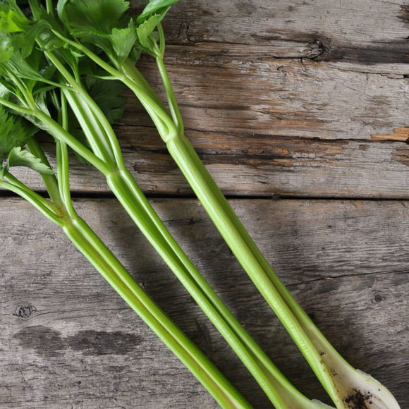 Tango Celery (Organic 80 Days) Apium graveolens – Pinetree Garden Seeds