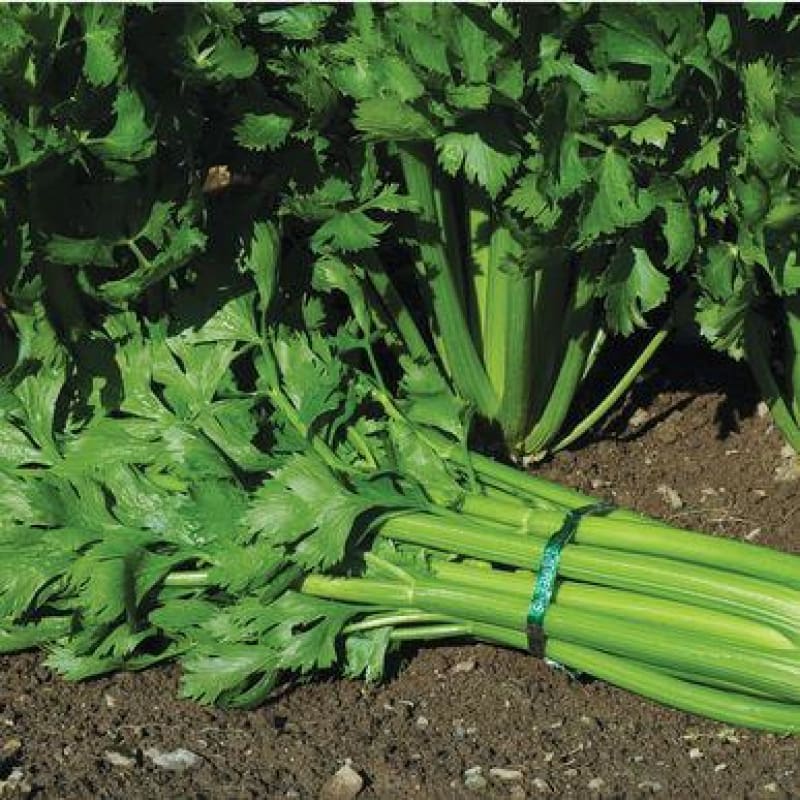 Tango Celery (Organic 80 Days) Apium graveolens