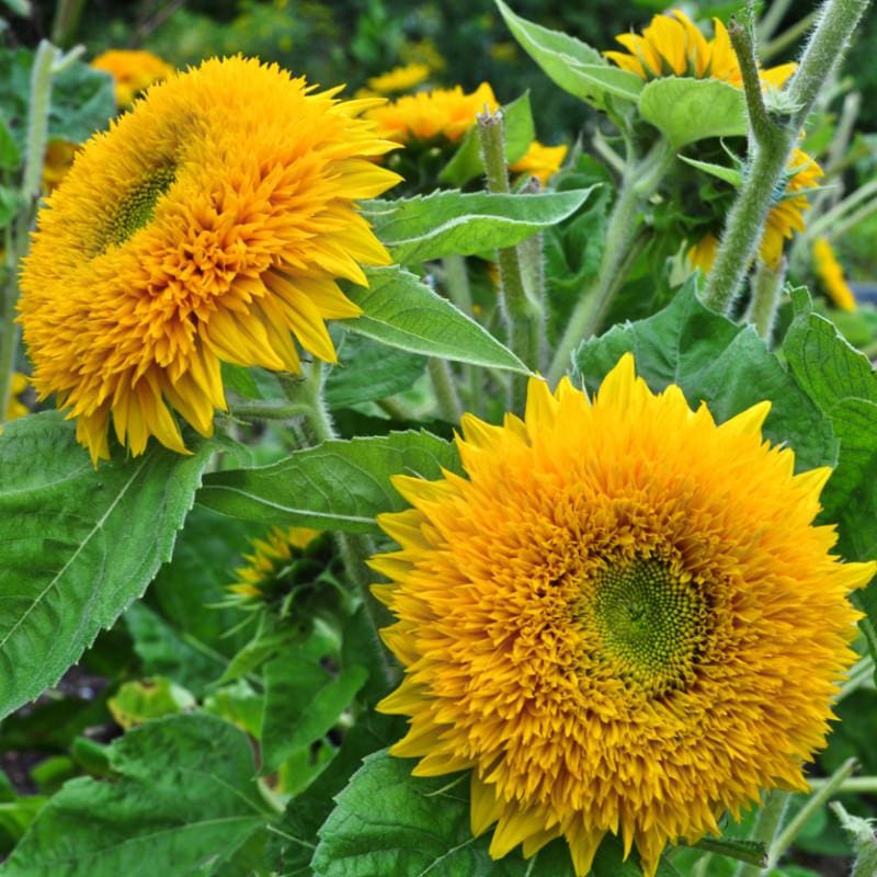 Teddy Bear Sunflower (Helianthus annuus) – Pinetree Garden Seeds