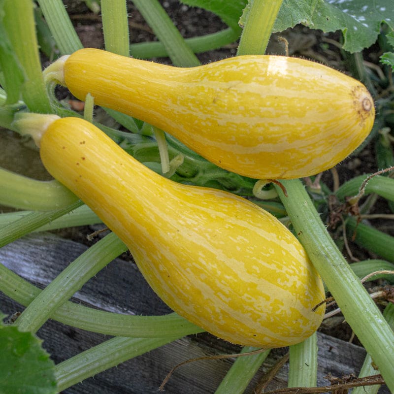 Tempest Summer Squash (Organic F1 Hybrid 54 Days ) – Pinetree Garden Seeds