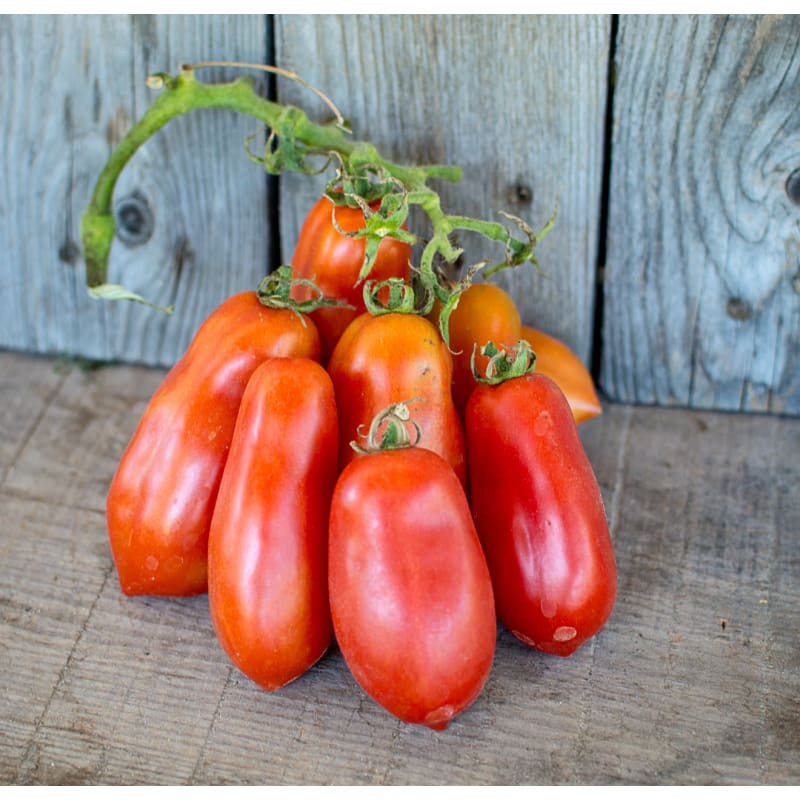 Ten Fingers of Naples Tomato (Heirloom, 75 Days) – Pinetree Garden Seeds