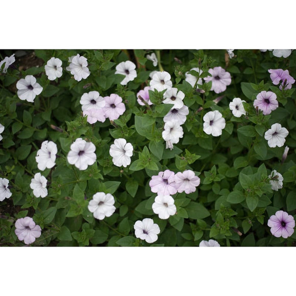 Tidal Wave Silver Petunia – Pinetree Garden Seeds