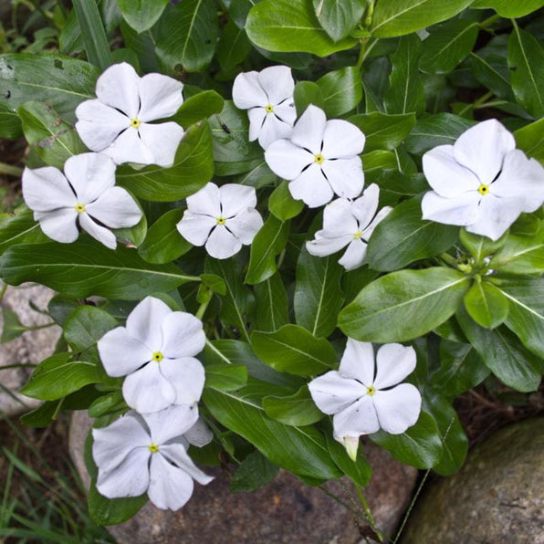 Vinca – Pinetree Garden Seeds