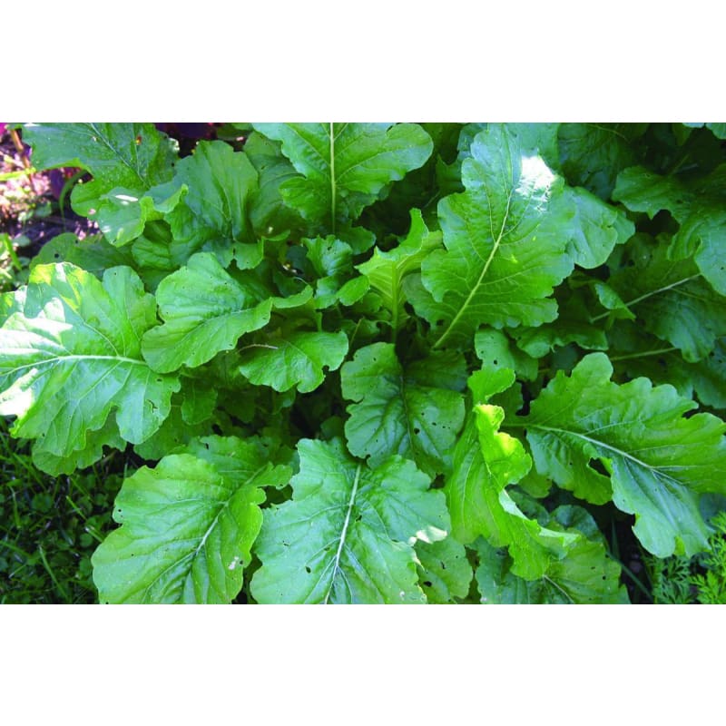 Topper Turnip (35 Days)