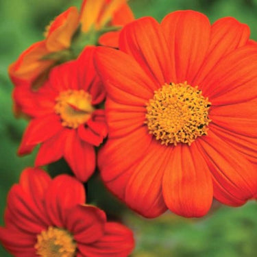 Torch Tithonia – Pinetree Garden Seeds