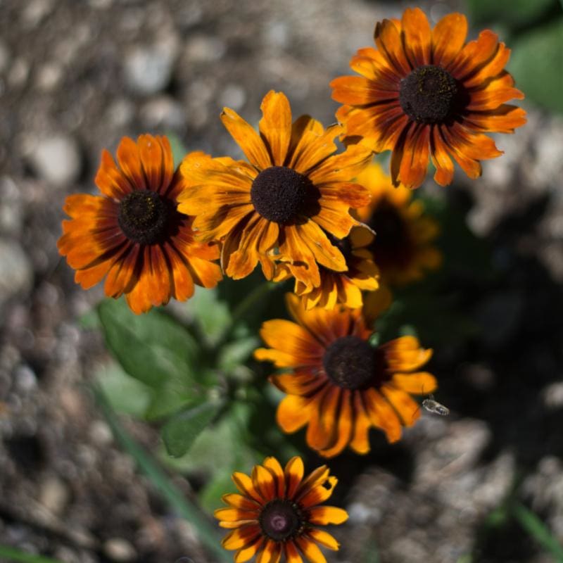 Cherokee Sunset Rudbeckia