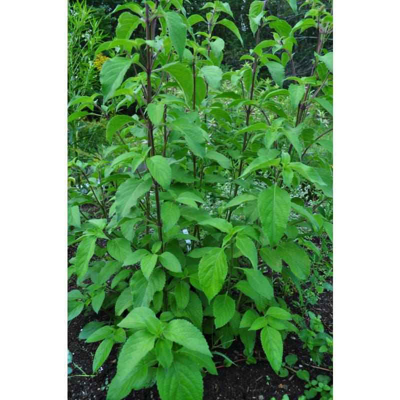 Tree Basil Ocimum gratissimum