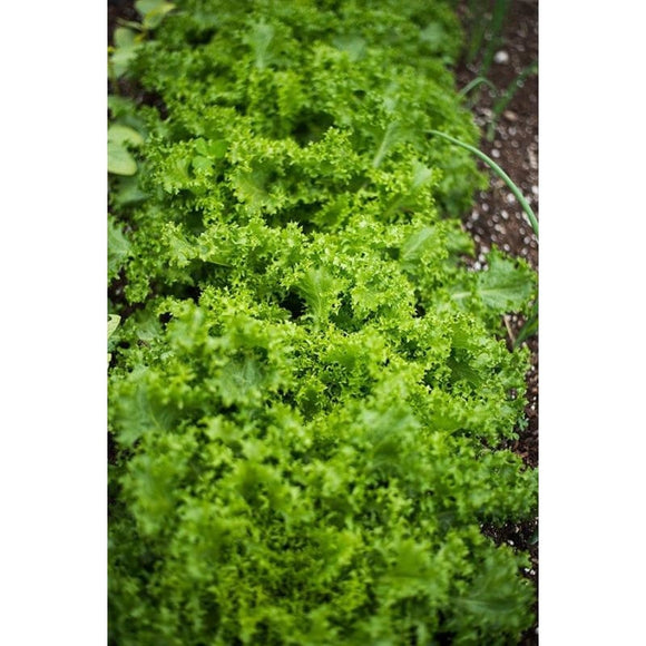 Tres Fine Frisee (Heirloom 30 Days) – Pinetree Garden Seeds