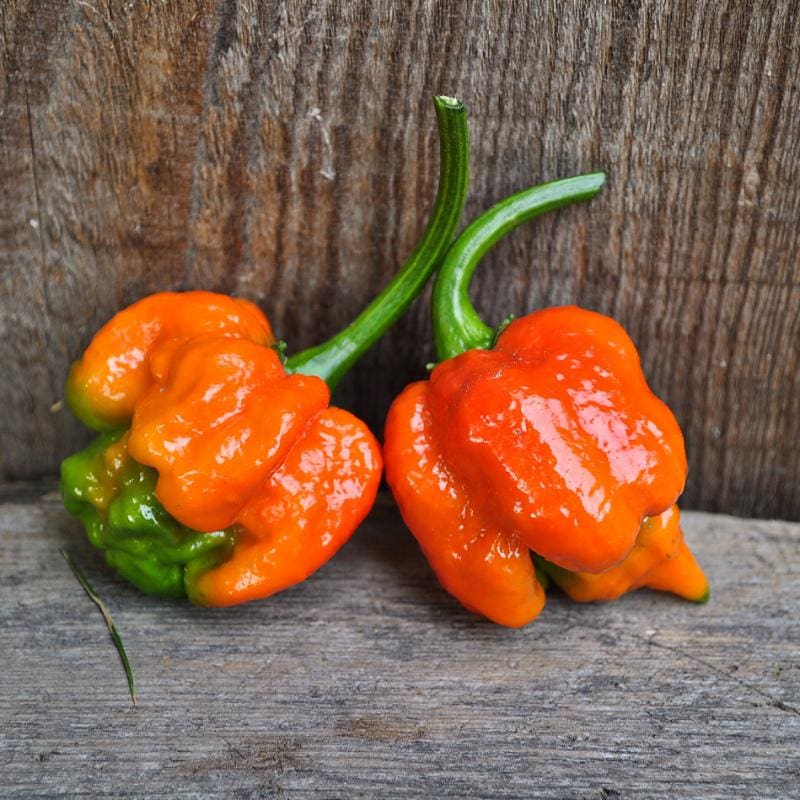 Trinidad Scorpion Pepper (100 Days) – Pinetree Garden Seeds