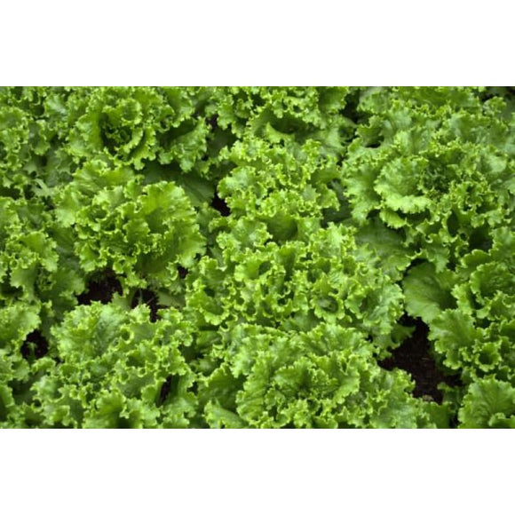 Pinetree Garden Seeds