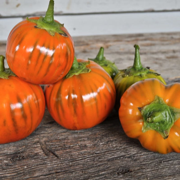 Turkish Orange Eggplant (Heirloom 80 days) – Pinetree Garden Seeds
