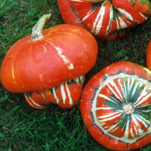 Turks Turban Squash (100 Days) – Pinetree Garden Seeds