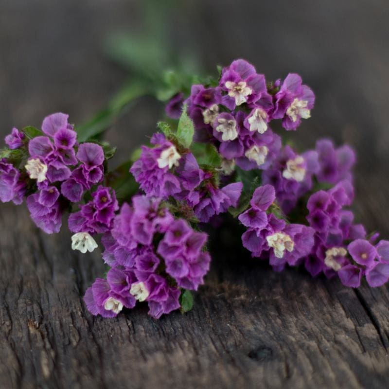 Twilight Lavender Statice