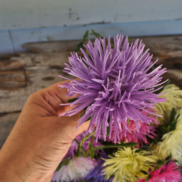 Valkyrie Mix Aster – Pinetree Garden Seeds