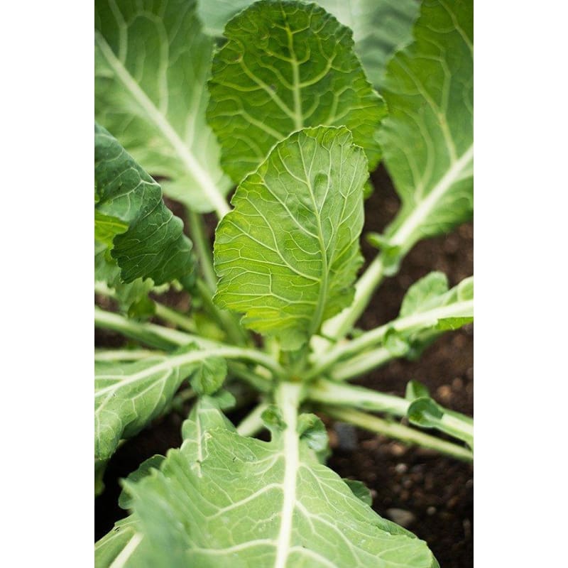Vates Collards (75 days) – Pinetree Garden Seeds