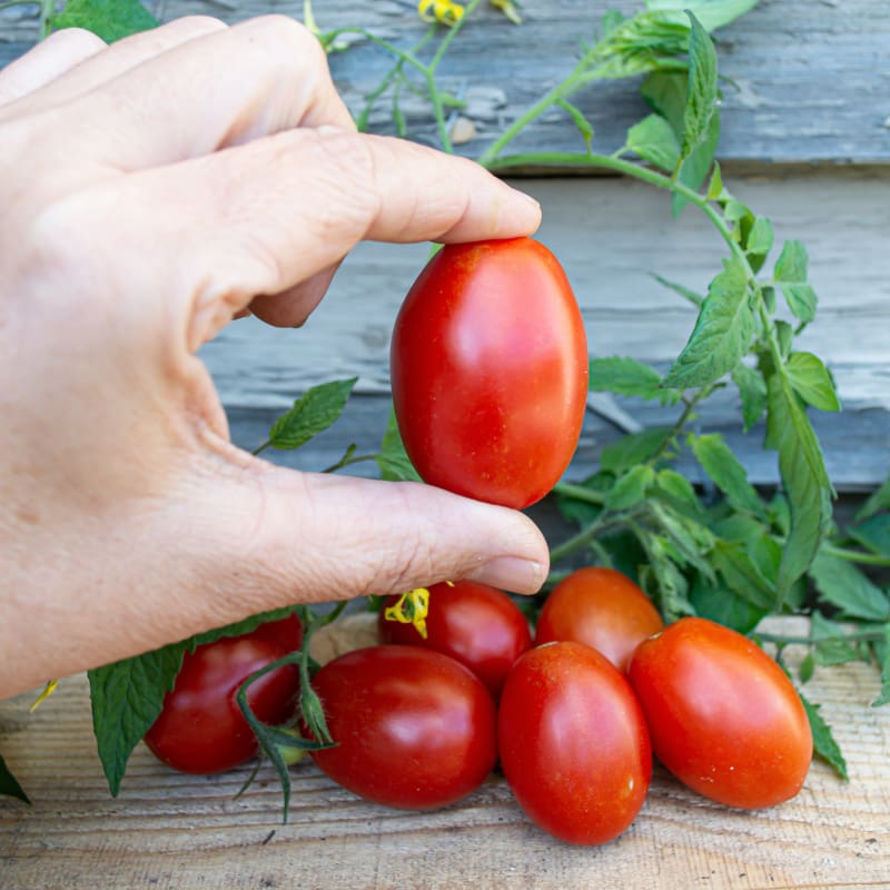 Verona Tomato (F1 Hybrid 67 Days Organic) – Pinetree Garden Seeds