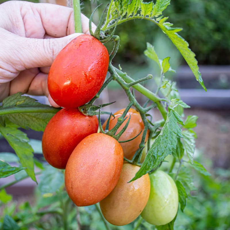 Verona Tomato (F1 Hybrid 67 Days Organic) – Pinetree Garden Seeds