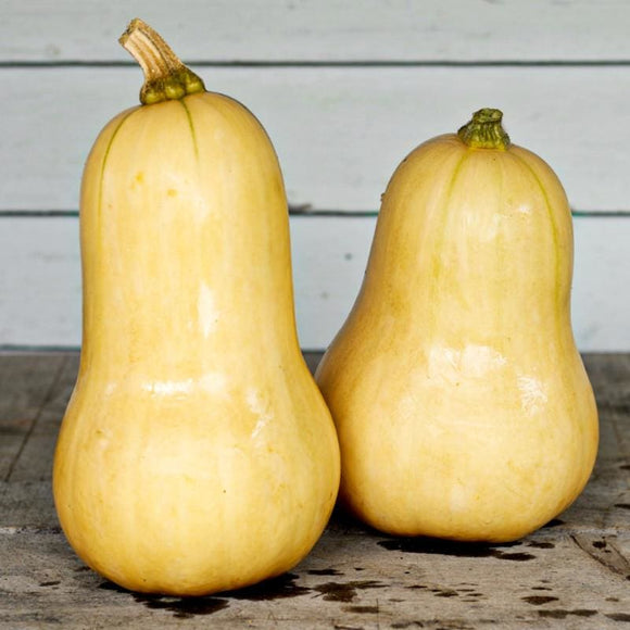 Waltham Butternut Squash (90 Days) – Pinetree Garden Seeds