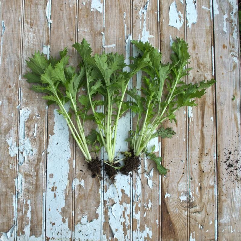 Wasabina Mustard (45 Days) – Pinetree Garden Seeds