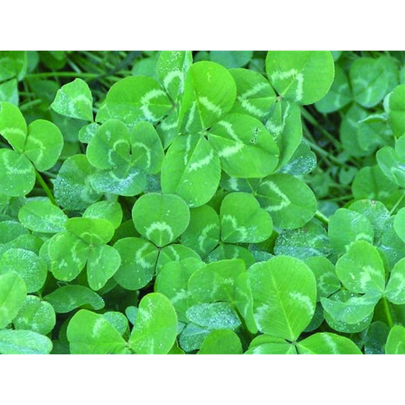 White Clover Cover Crop