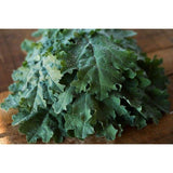 White Russian Kale (50 Days) – Pinetree Garden Seeds