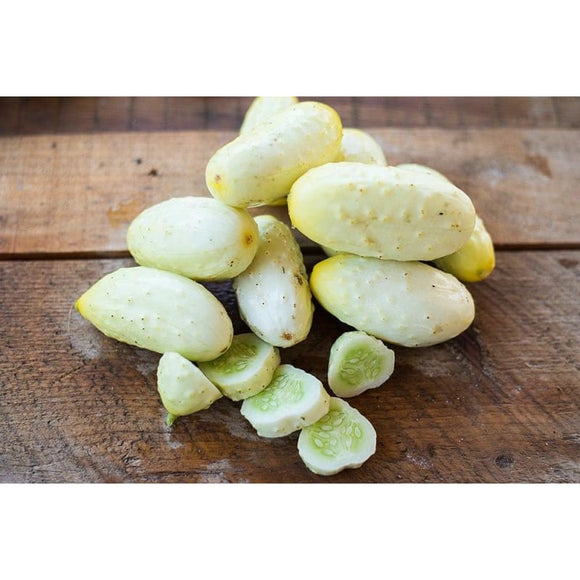 White Wonder Cucumber (Heirloom, 60 Days) – Pinetree Garden Seeds