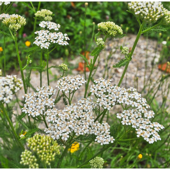 White Yarrow – Pinetree Garden Seeds