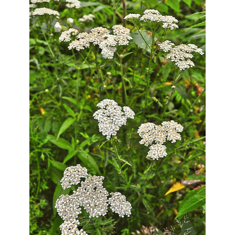 White Yarrow