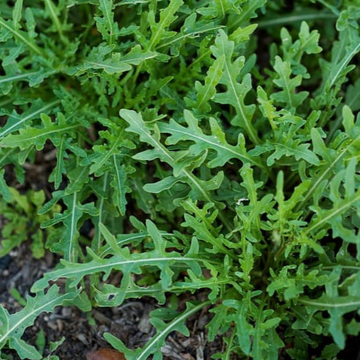 Wild Arugula (50 Days) – Pinetree Garden Seeds