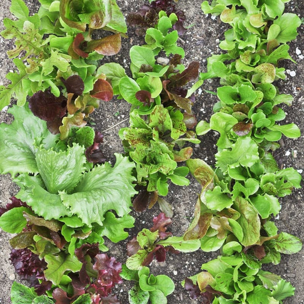 Wild Garden Lettuce Mix (Organic 40-60 Days) Lactuca sativa