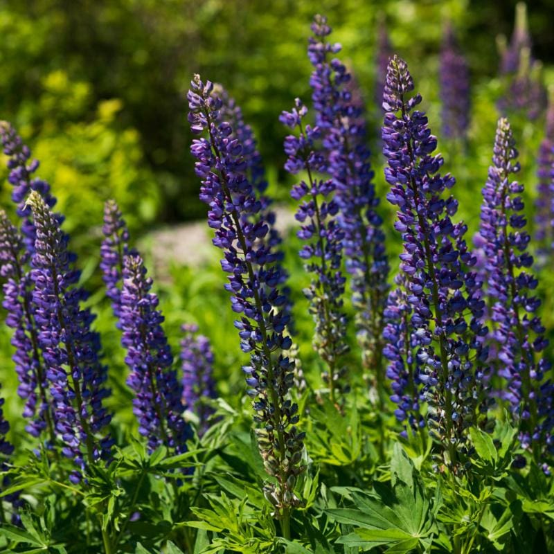 Cool Wave Series Pastel Mix Pansy