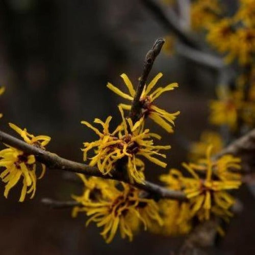 Witch Hazel – Pinetree Garden Seeds