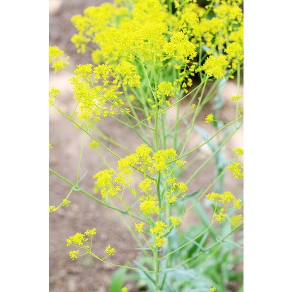 Woad – Pinetree Garden Seeds