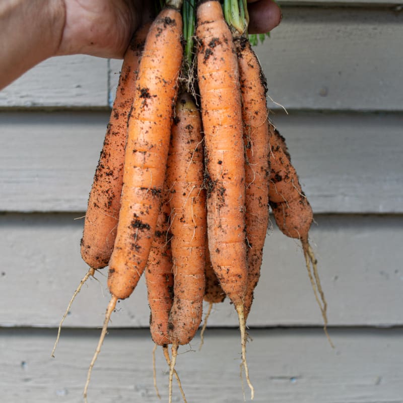 Yaya Carrot (F1 Hybrid 55 Days Organic) – Pinetree Garden Seeds