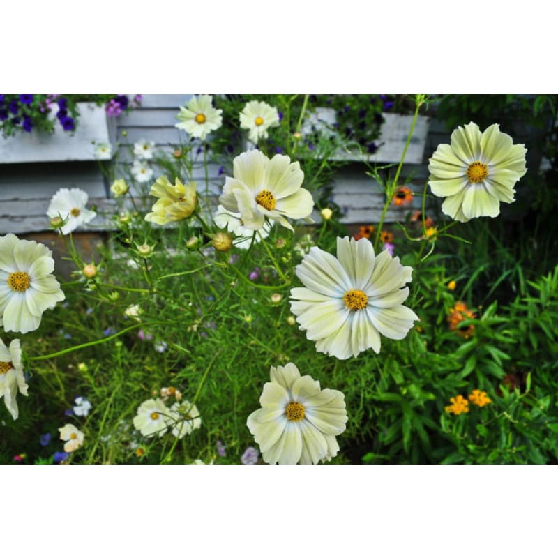 Yellow Cosmos (Cosmo bipinnatus) – Pinetree Garden Seeds