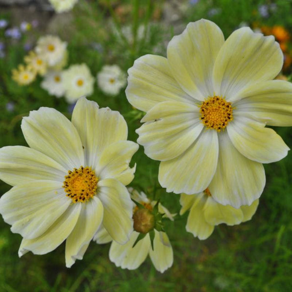 Cosmos – Pinetree Garden Seeds